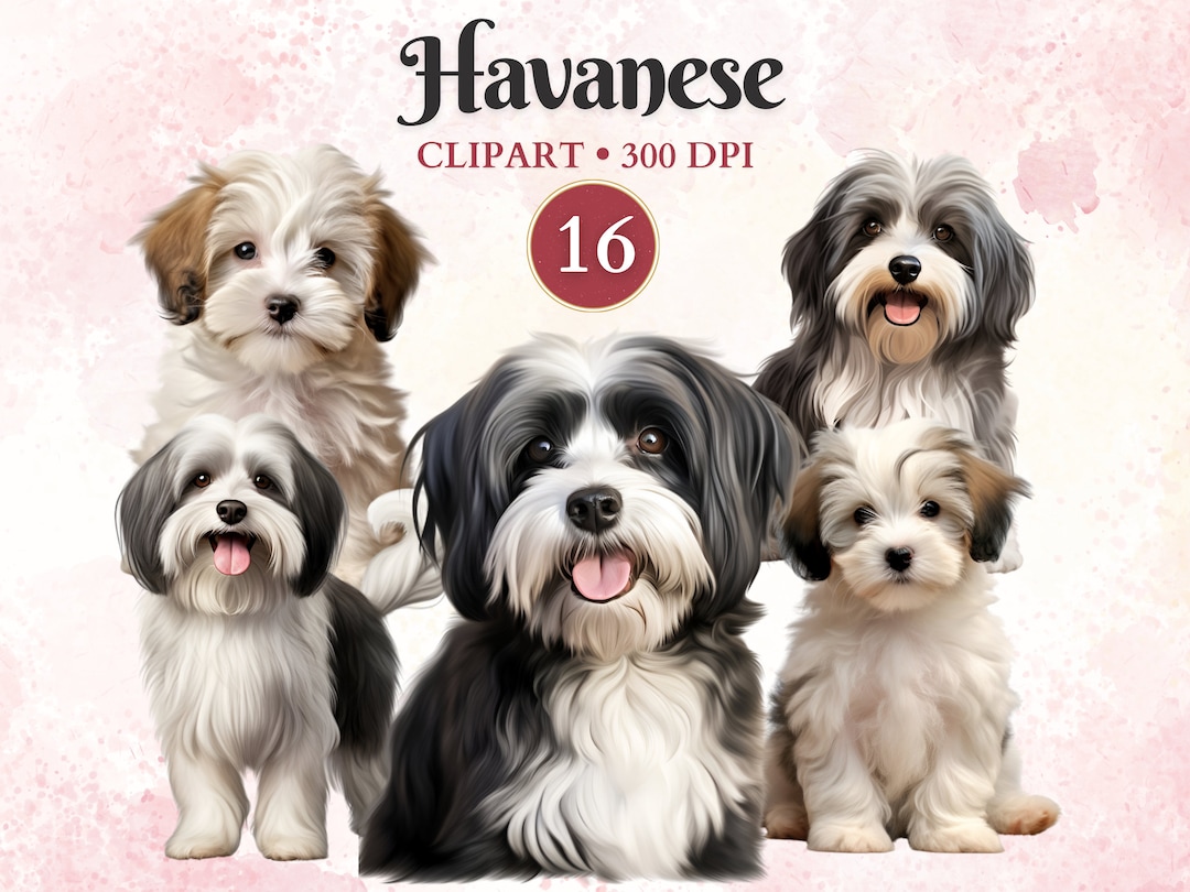 Havanese Clipart, Havanese Png, Pet Graphics, Dog Vector Art, Animal ...