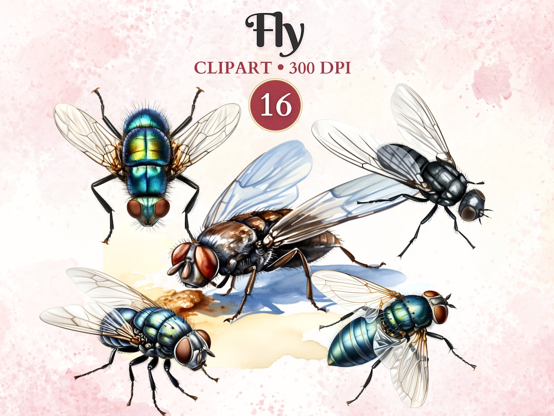 Fly Clipart, Fly Png, Fly Image, Insect Clipart, Silhouette, Entomology ...