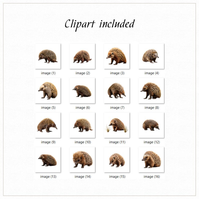 Echidna Clipart, Australian Animals, Echidna Digital Art, Vector ...