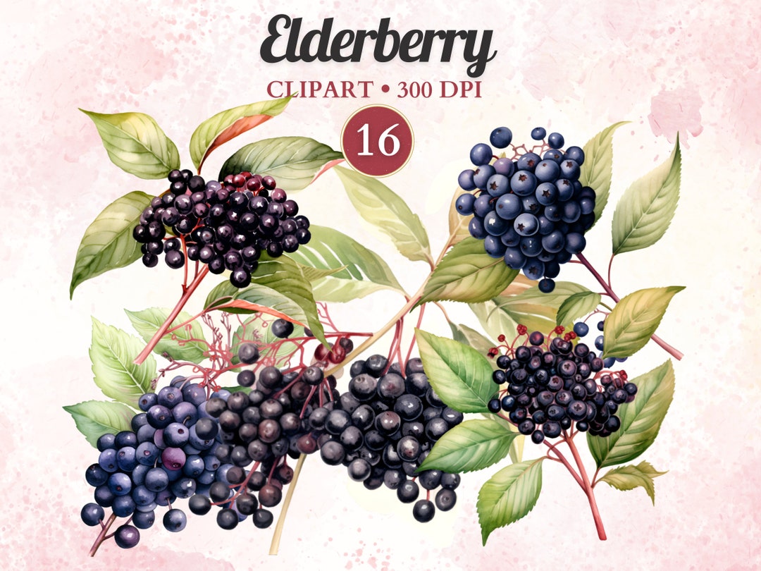 Elderberry Clipart, Watercolor Berry, Floral Illustration, Herbal Tea ...