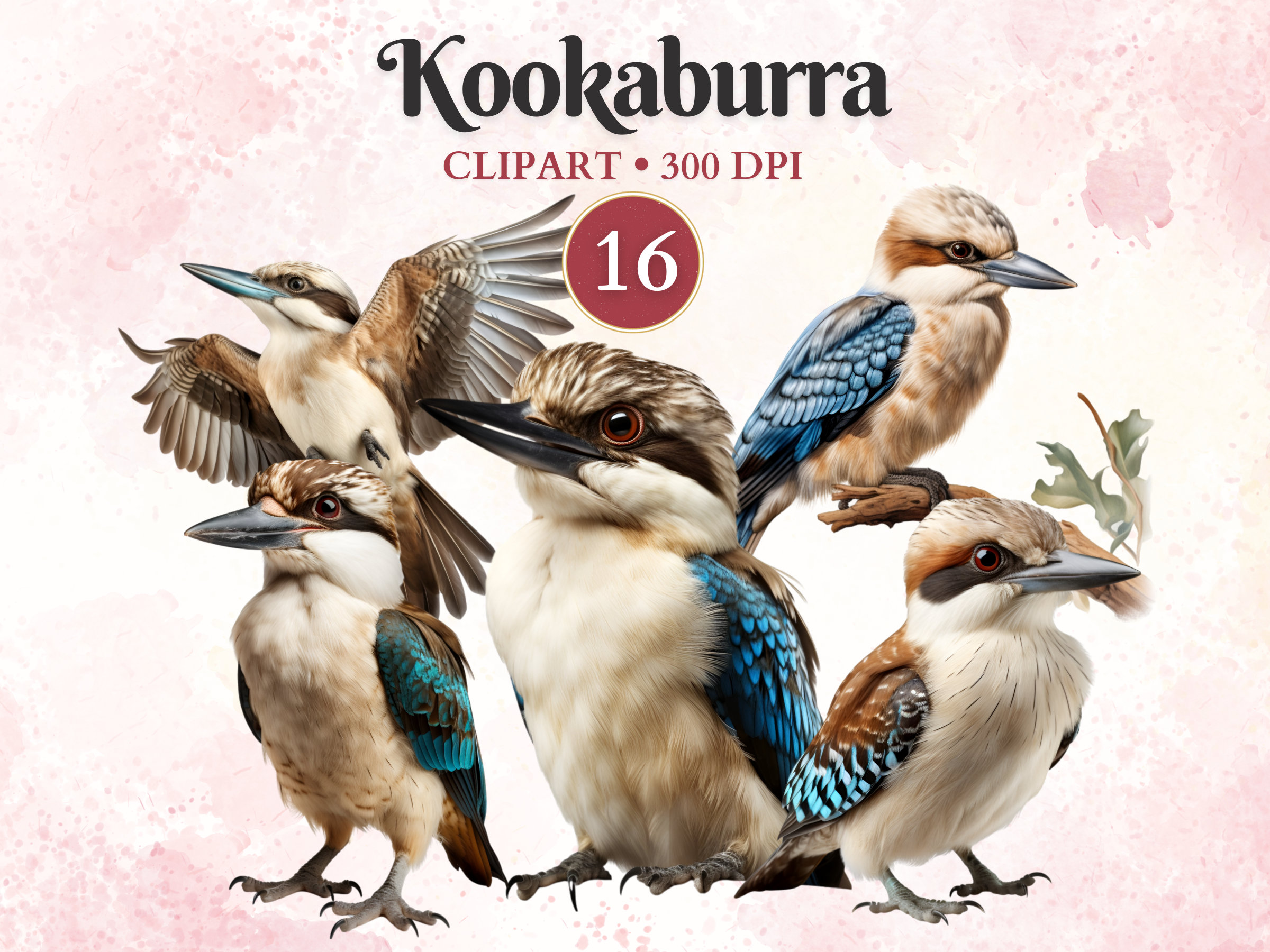 Kookaburra Clipart, Kookaburra, Wild Animals, Wildlife, Australian ...