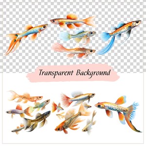 Guppy Clipart, Fish Png, Fish Digital Clipart, Aquarium, Vector ...