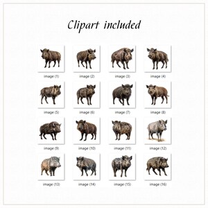 Wild Boar Clipart, Wild Animals, Boar Vector, Wildlife Clipart, Forest ...