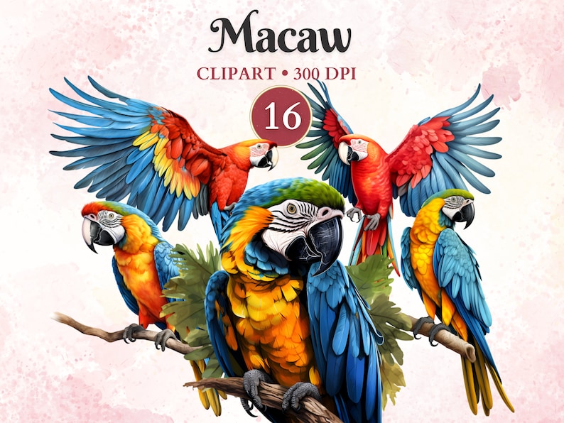 Macaw Clipart, Parrot Png, Tropical Bird, Jungle Clip Art, Forest ...