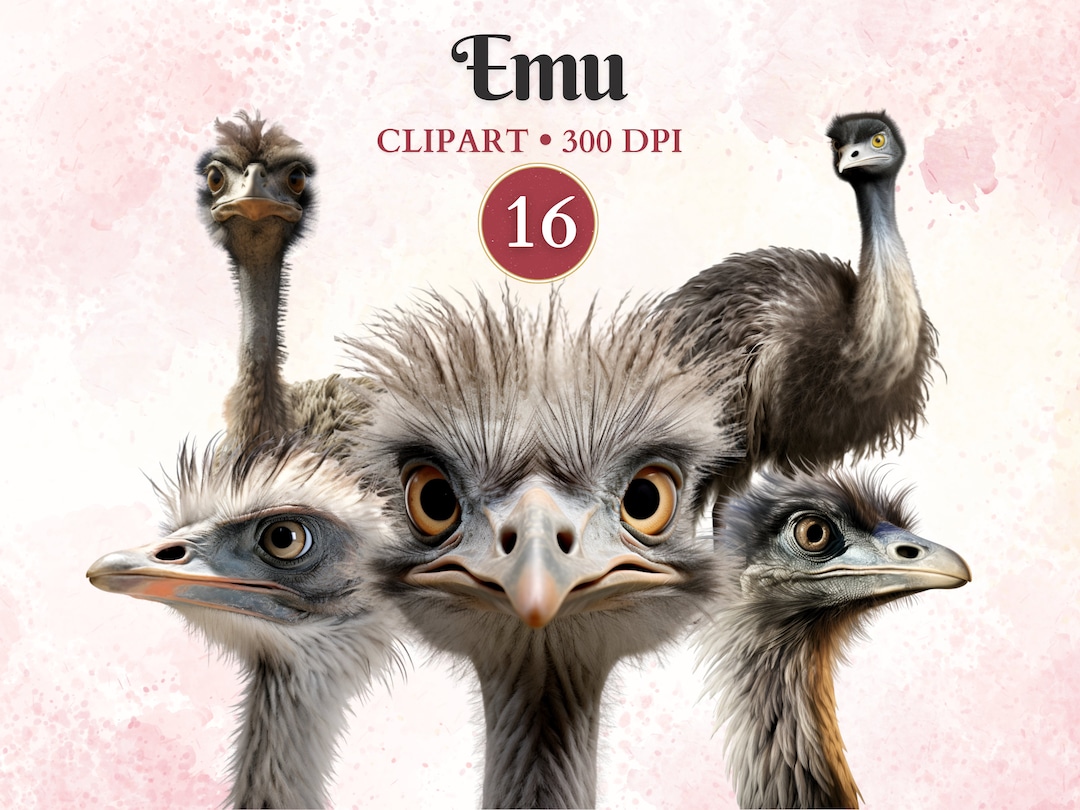 Emu Clipart, Emu Bird Clipart, Wild Animals, Flightless Bird ...