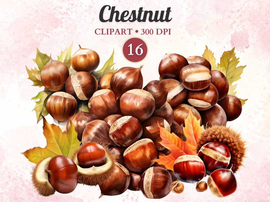 Chestnut Clipart, Fall Leaf, Nuts Png, Nut Illustration, Healthy Food ...