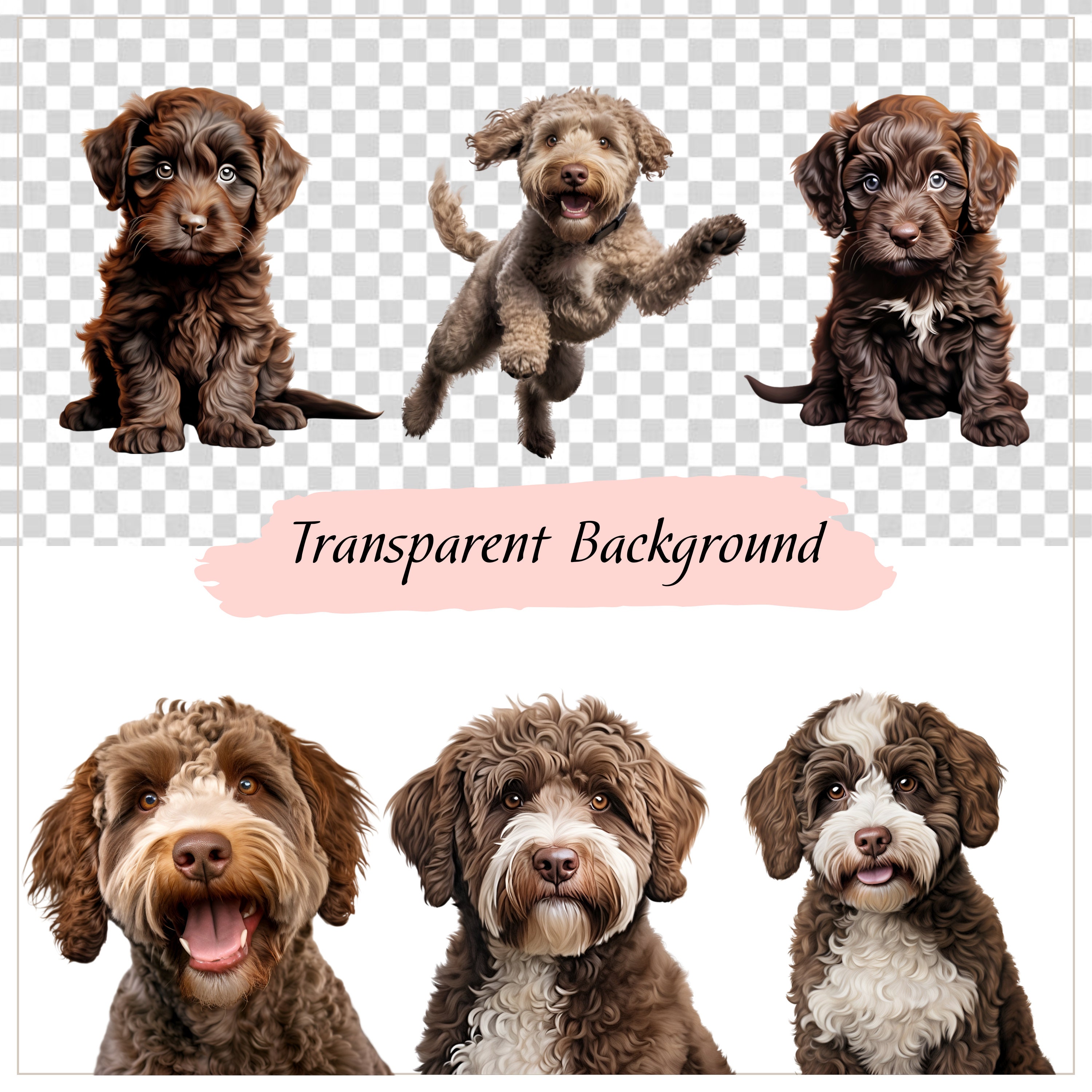 Lagotto Romagnolo Clipart, Italian Dog Breed, Pet Graphics, Pet Vector ...