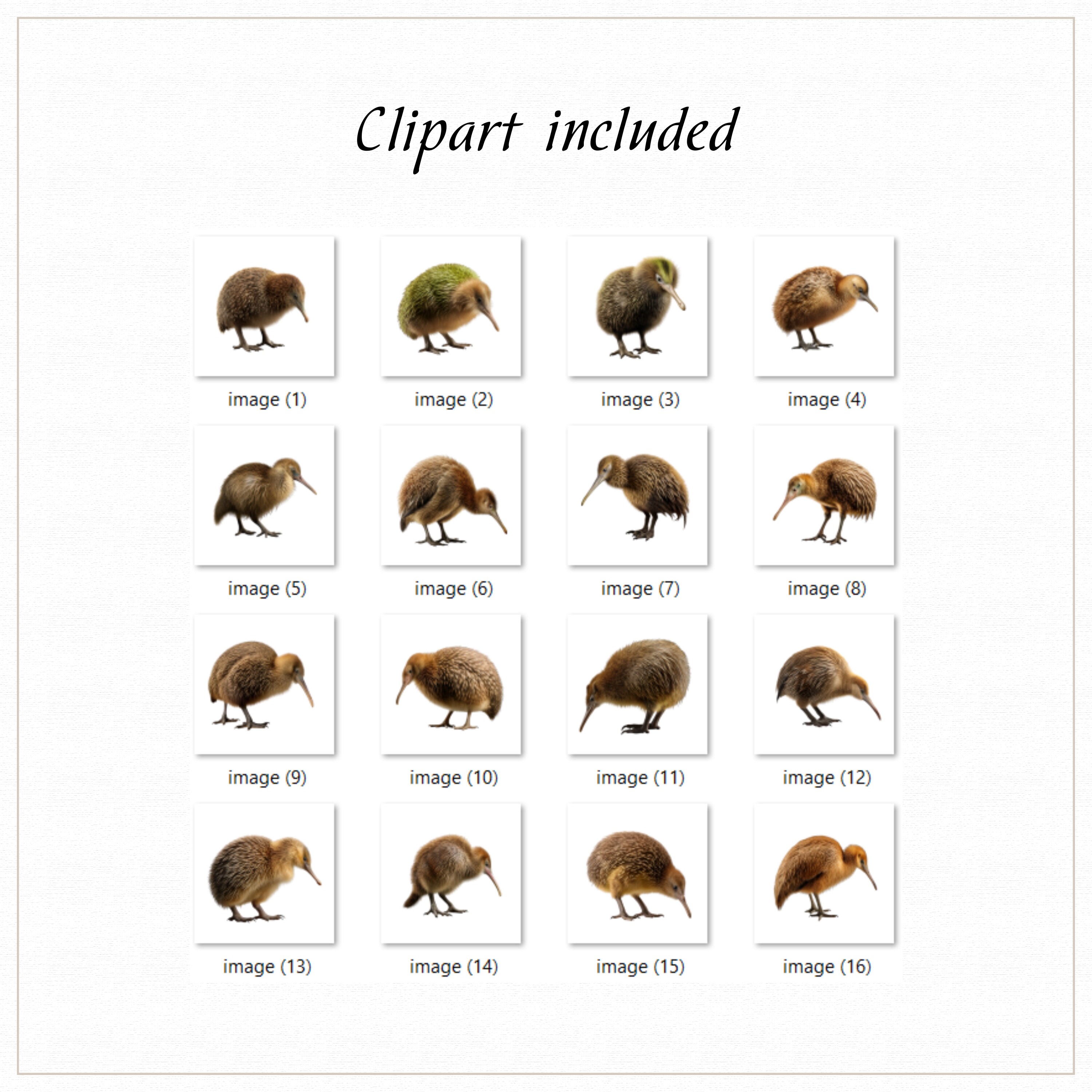 Kiwi Clipart, Kiwi Png, New Zealand Bird, Forest Animals, Wildlife ...