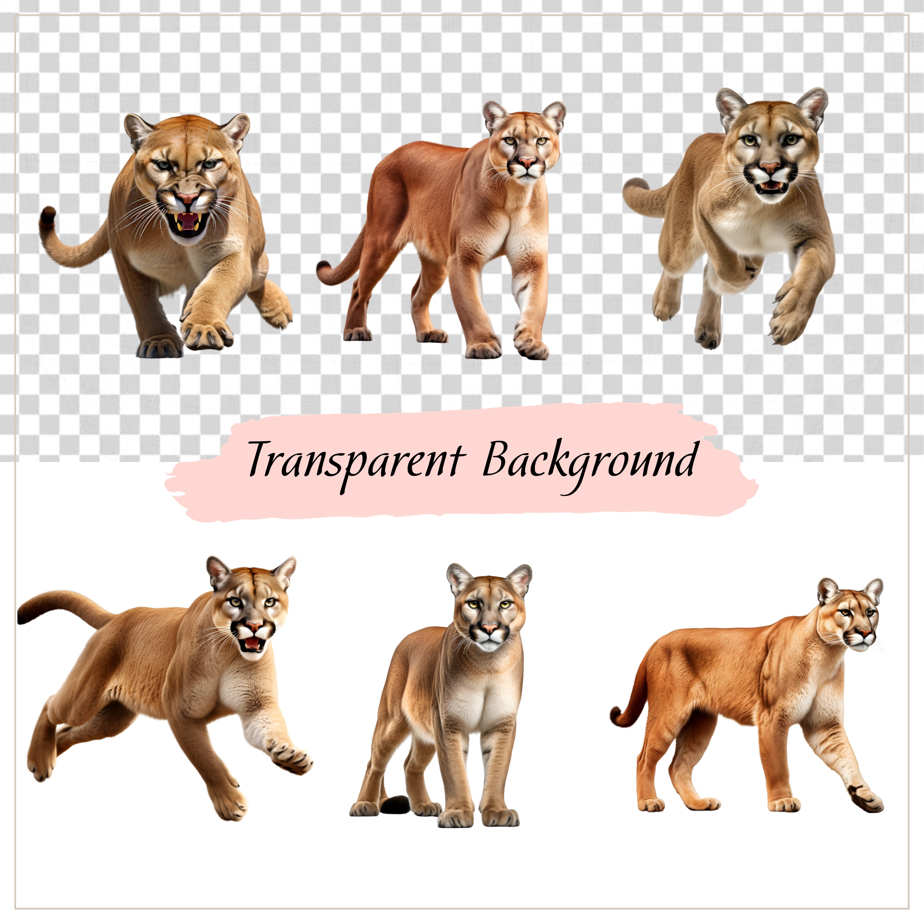 Mountain Lion Clipart, Wild Animals, Cougar Clipart, Mountain Lion ...