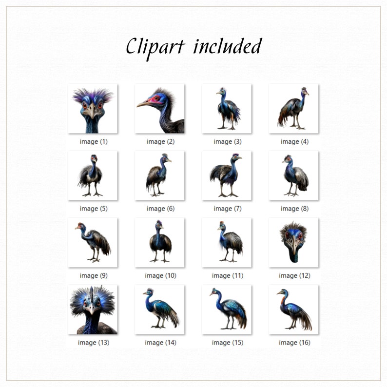Cassowary Clipart, Cassowary, Flightless Bird, Wild Animals, Australian ...
