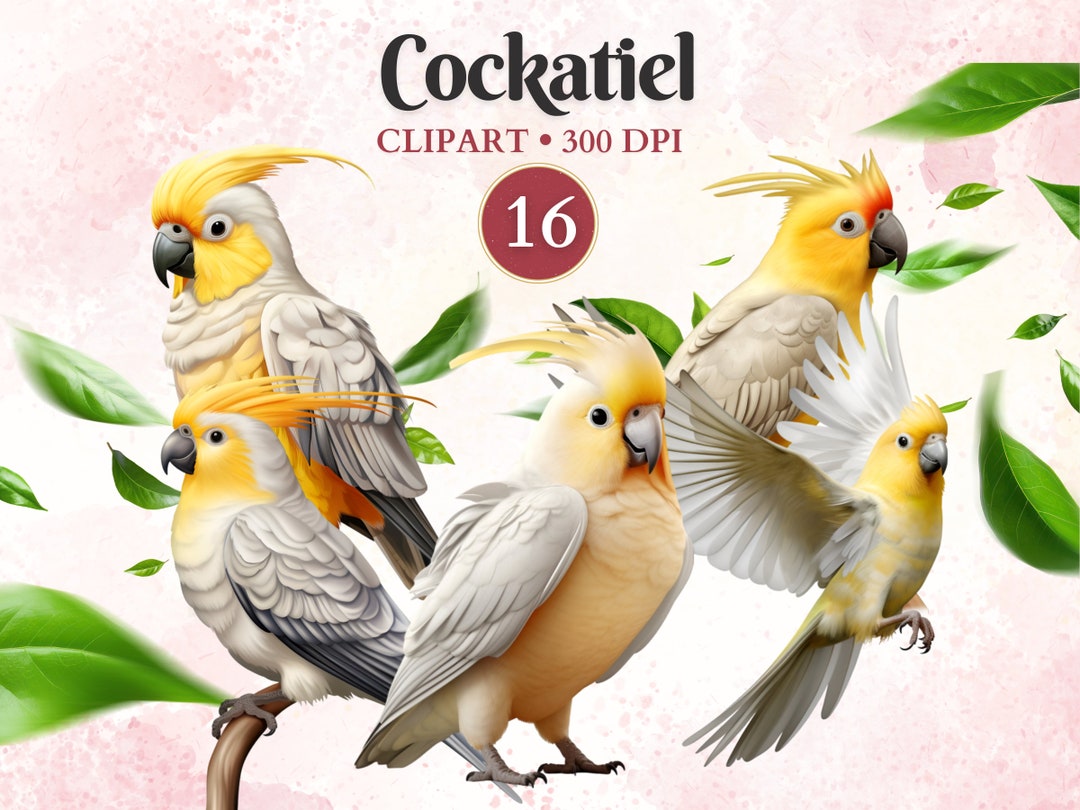 Cockatiel Clipart, Parrot Vector, Bird Png, Parrot Clipart, Domestic ...