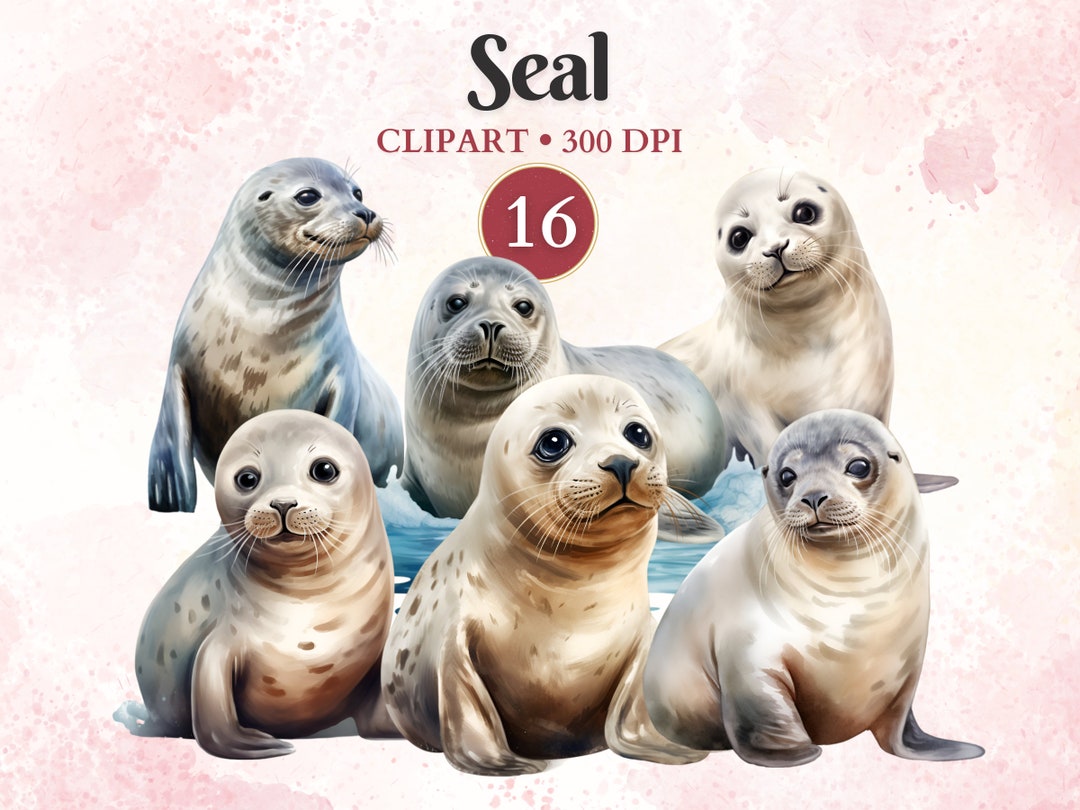 Seal Clipart, Seal Png, North Pole, Arctic Animals Clipart, Winter ...