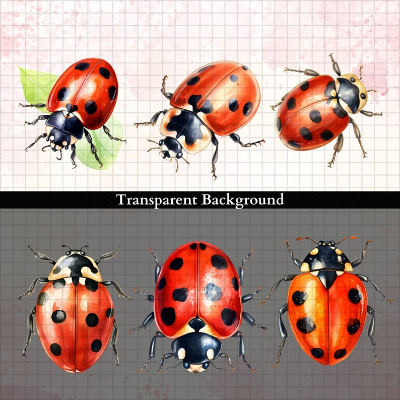 Ladybug Clipart, Ladybug Png, Insect Clipart, Silhouette, Entomology ...