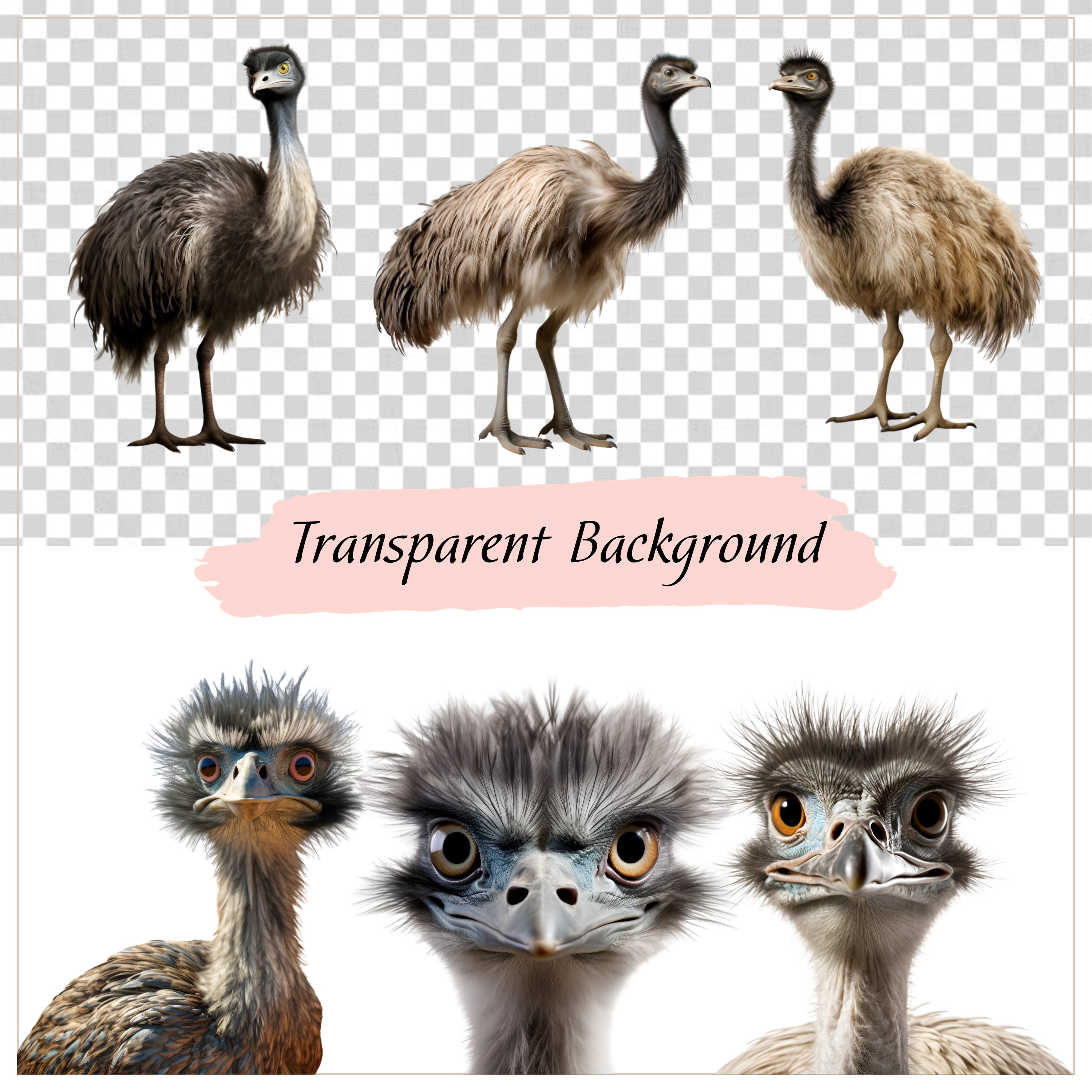 Emu Clipart, Emu Bird Clipart, Wild Animals, Flightless Bird ...