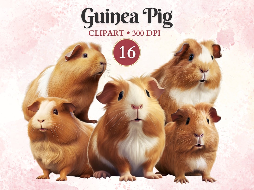 Guinea Pig Clipart, Guinea Pig Png, Domestic Animals, Rodent Clipart ...