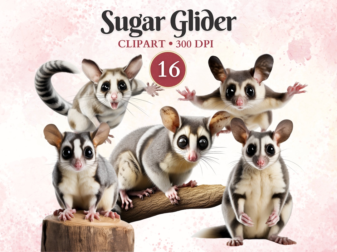 Sugar Glider Clipart, Wild Animals, Wildlife Clipart, Australian ...