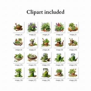 Basil Clipart, Herbs Clipart, Herbs Png, Herbs Illustrations, Spice ...