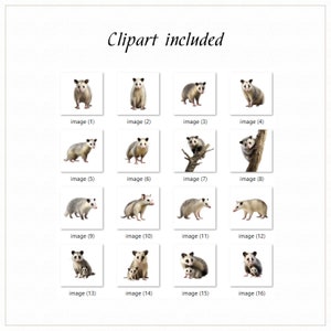 Opossum Clipart, Wild Animals, Opossum Png, Wildlife Clipart, Forest ...
