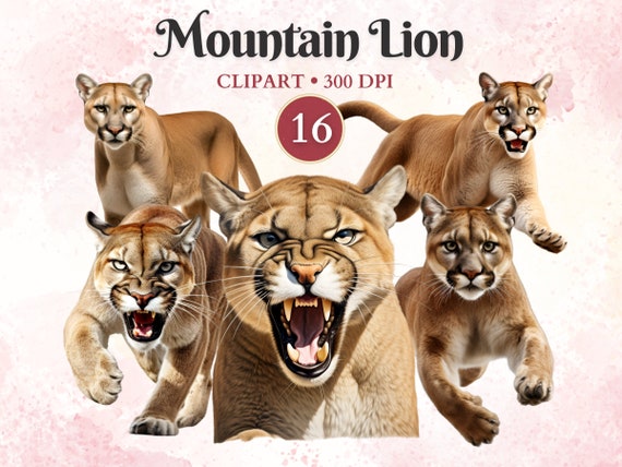 Clipart Mountain Lion