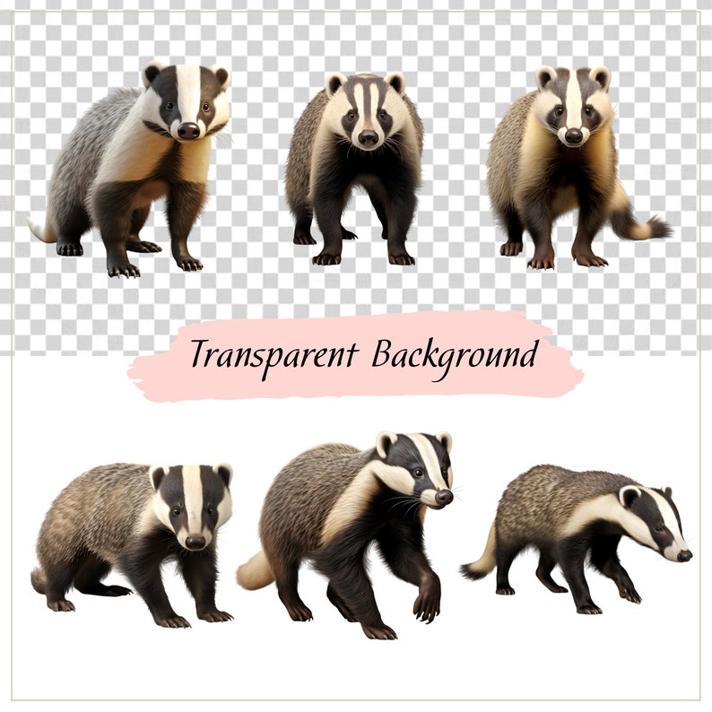 Badger Clipart, Wild Animals, Honey Badger, Wildlife Clipart, Forest ...