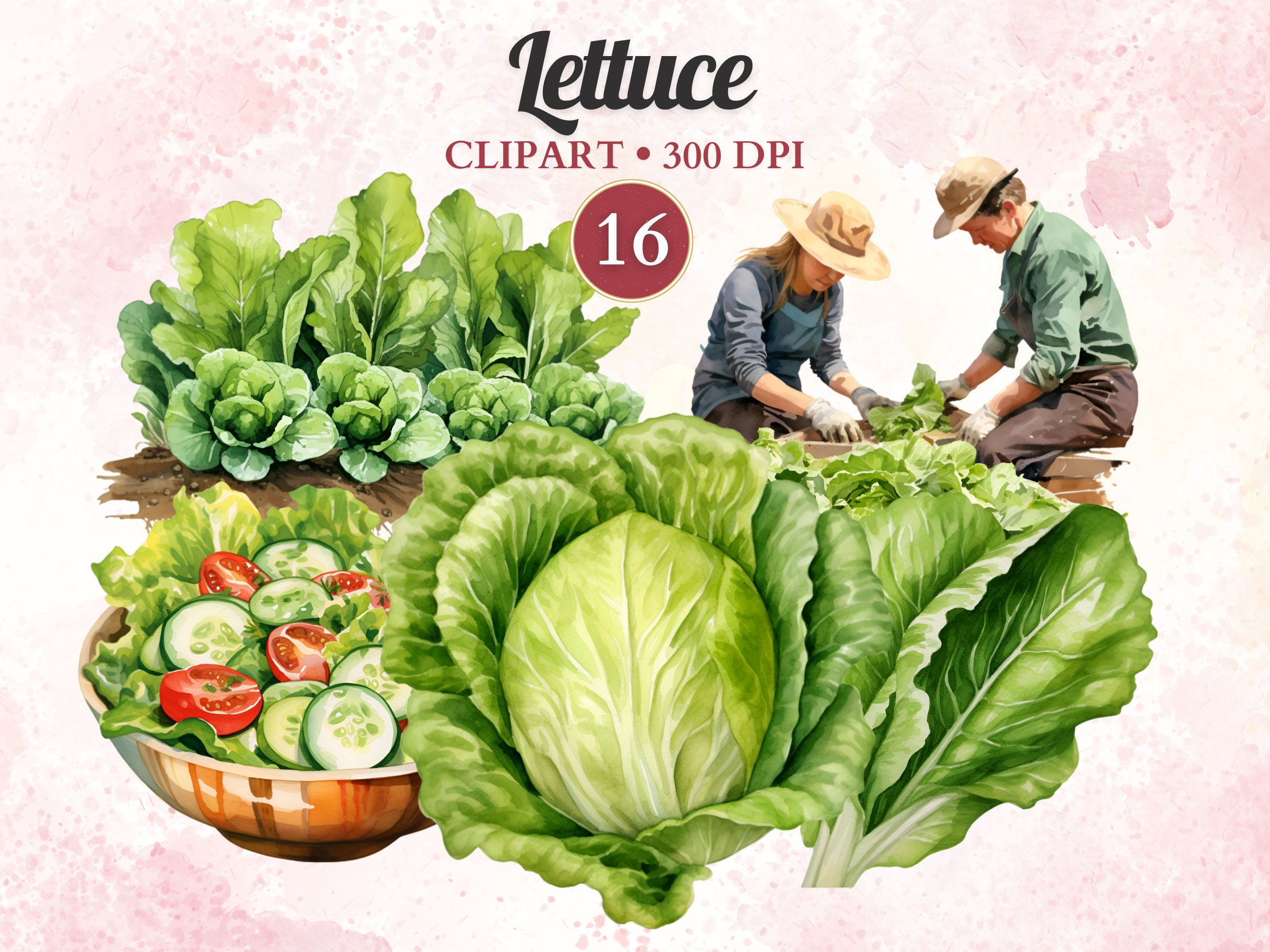 Clipart Lettuce
