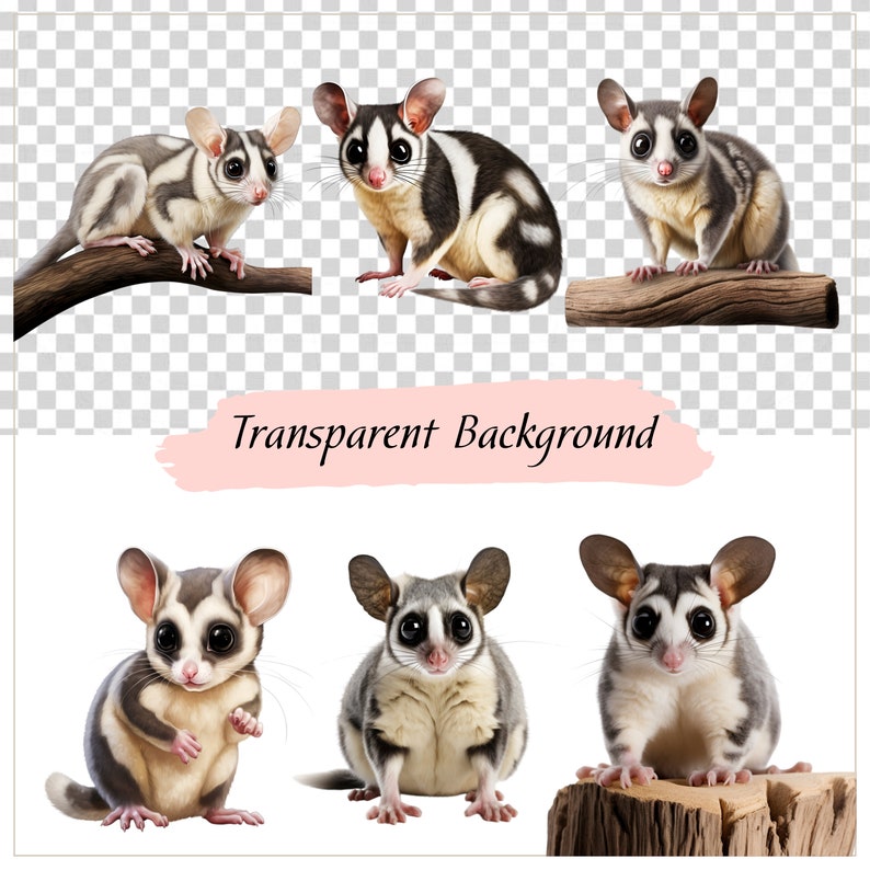 Sugar Glider Clipart, Wild Animals, Wildlife Clipart, Australian ...