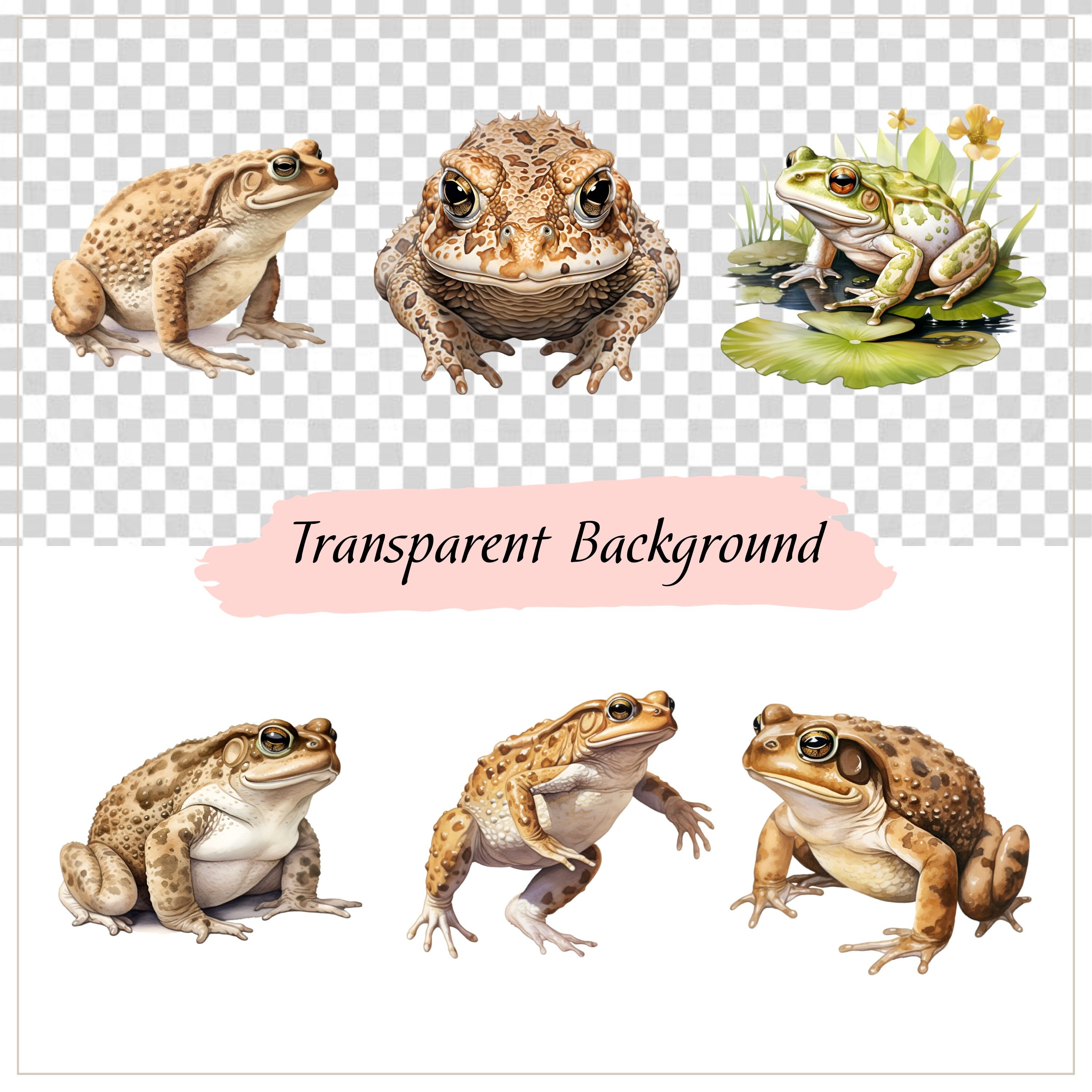 Toad Clipart, Toad Png, Toad Vector, Amphibian Clipart, Swamp, Pond ...