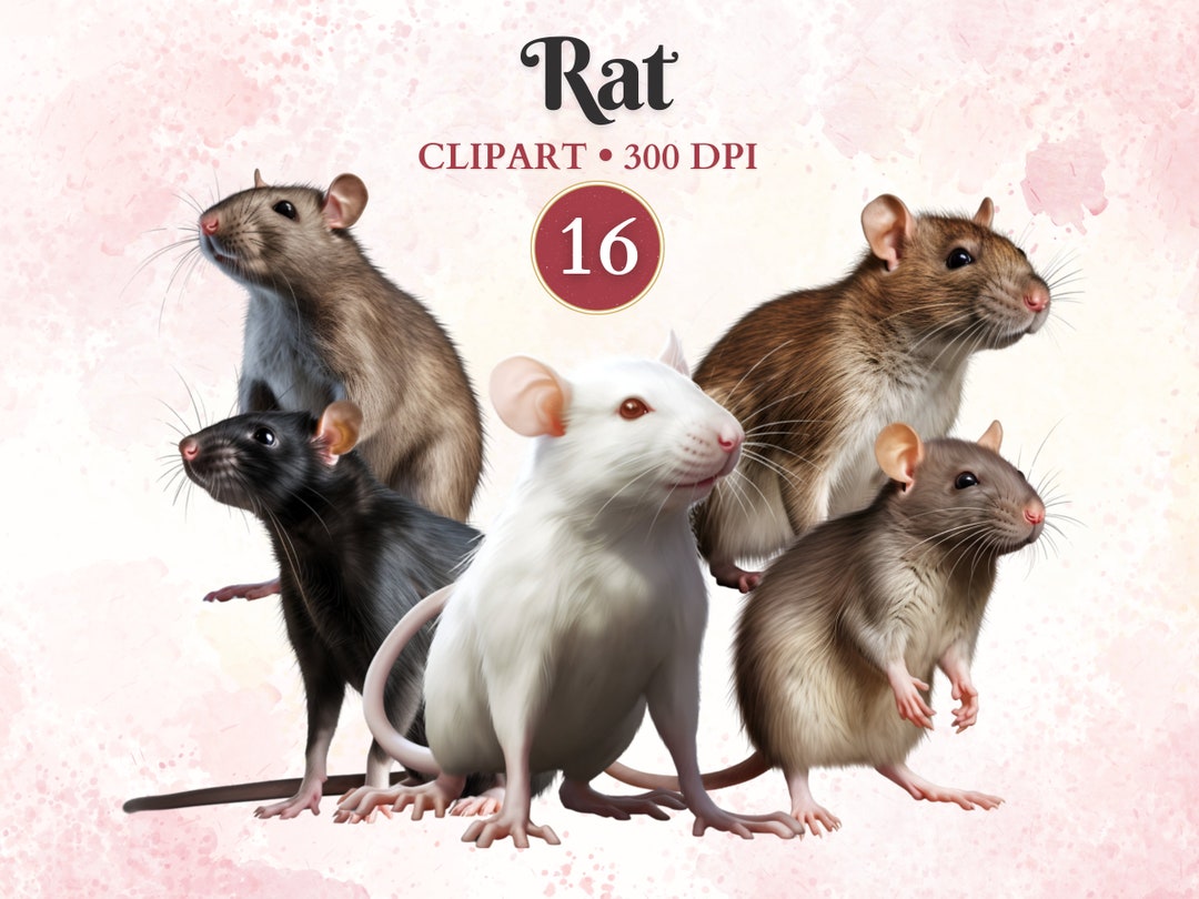Rat Clipart, Rat Vector, Domestic Animals, Rodent Clipart, Rodent ...