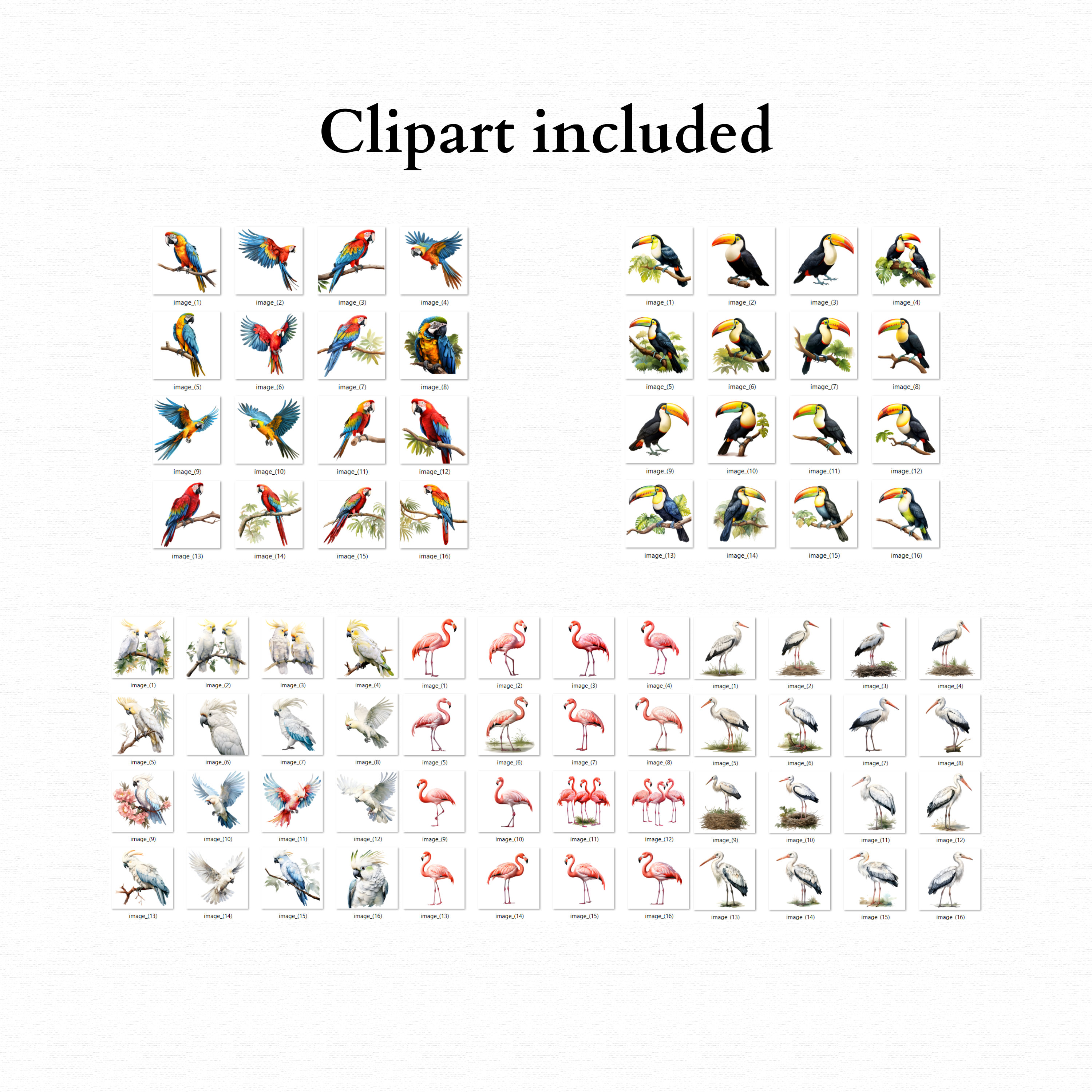 Zoo Animals Clipart Bundle, Macaw, Parrot, Toucan, Flamingo, Stork ...