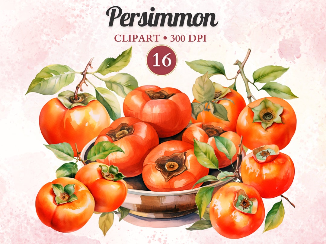 Persimmon Clipart, Botanical Illustration, Harvest, Watercolor Fruit ...