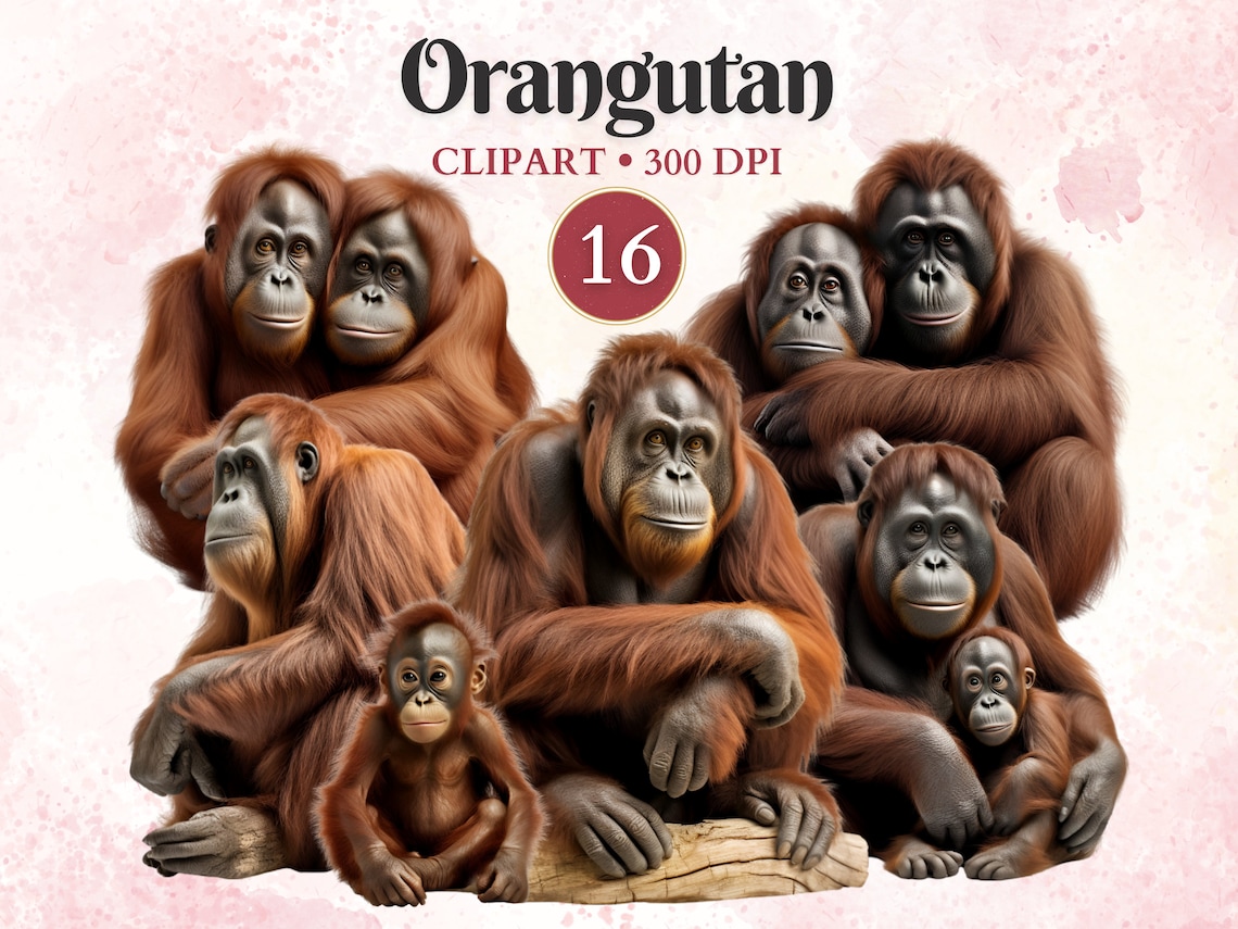 Orangutan Clipart, Monkey, Orangutan Png, Jungle Animals, Forest ...