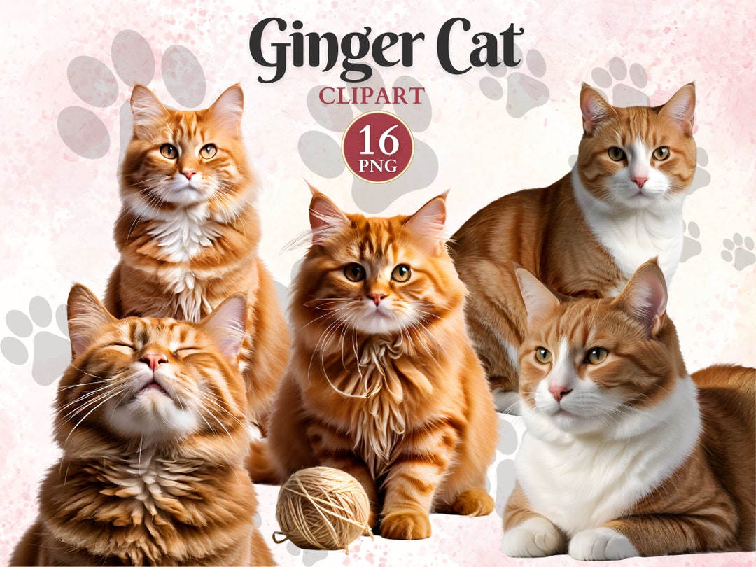 Cats Clipart Bundle, Domestic Animals, Tabby Ginger Cat, Black Kitten ...