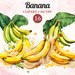 Banana Clipart, Banana Illustration, Healthy Food Clipart, Tropical ...