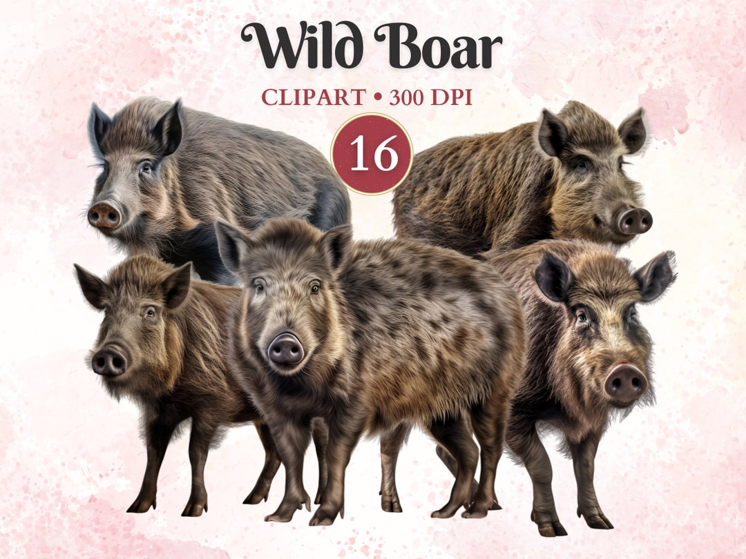 Wild Boar Clipart, Wild Animals, Boar Vector, Wildlife Clipart, Forest ...