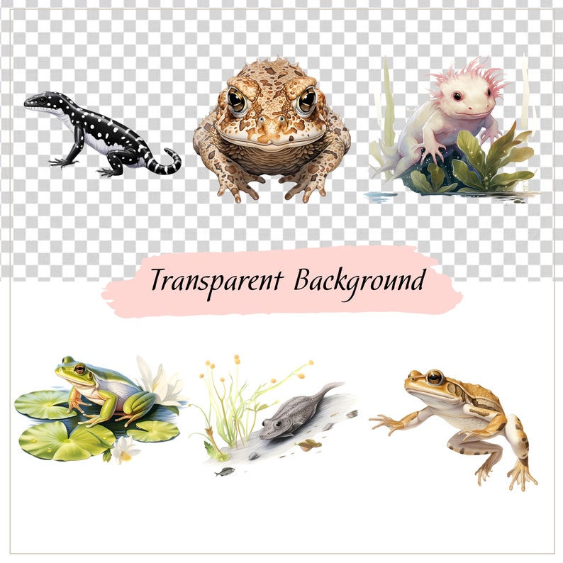 Amphibians Clipart Bundle, Frog Clipart, Frog Vector, Salamander ...