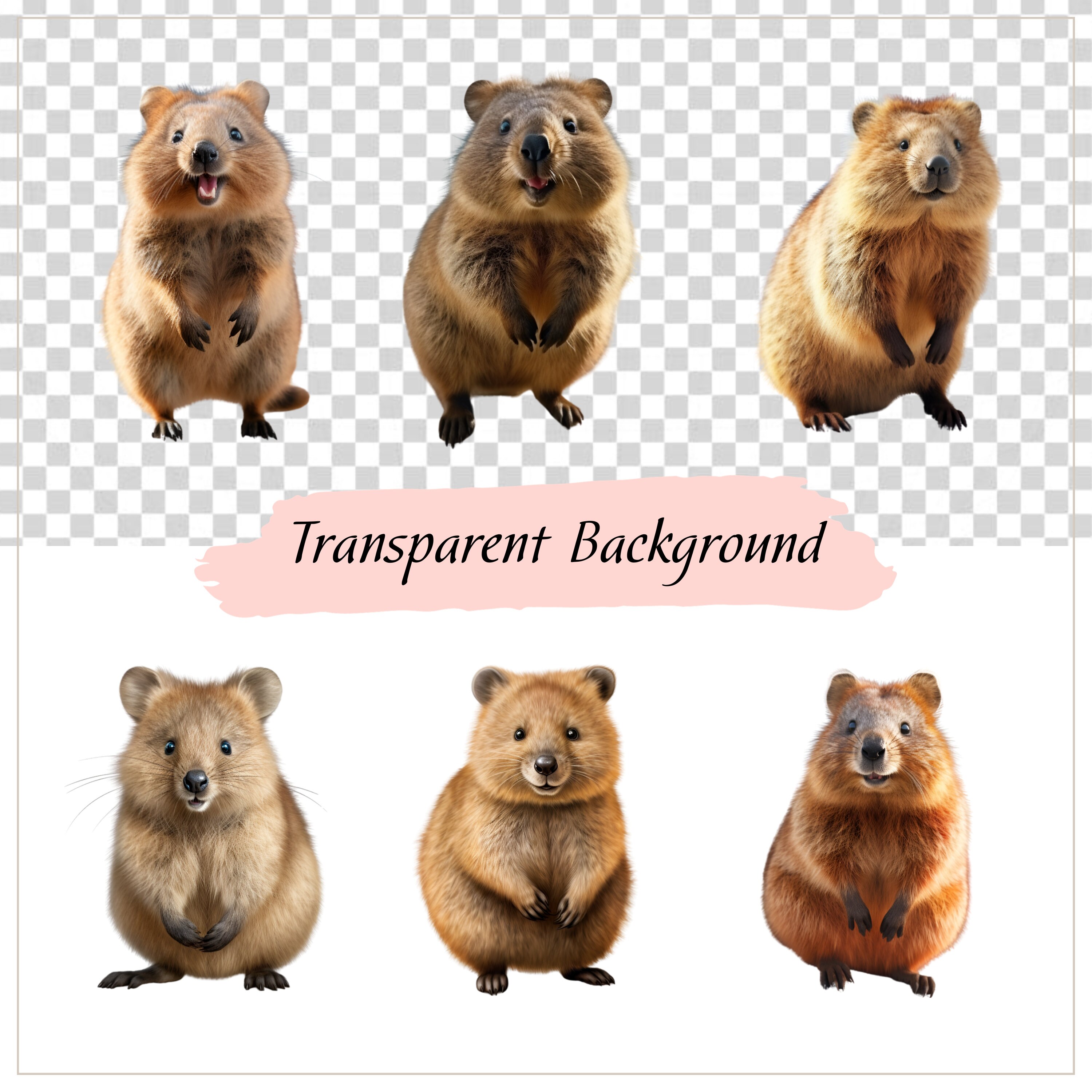 Quokka Clipart, Wild Animals, Quokka Art Printable, Wildlife Clipart ...