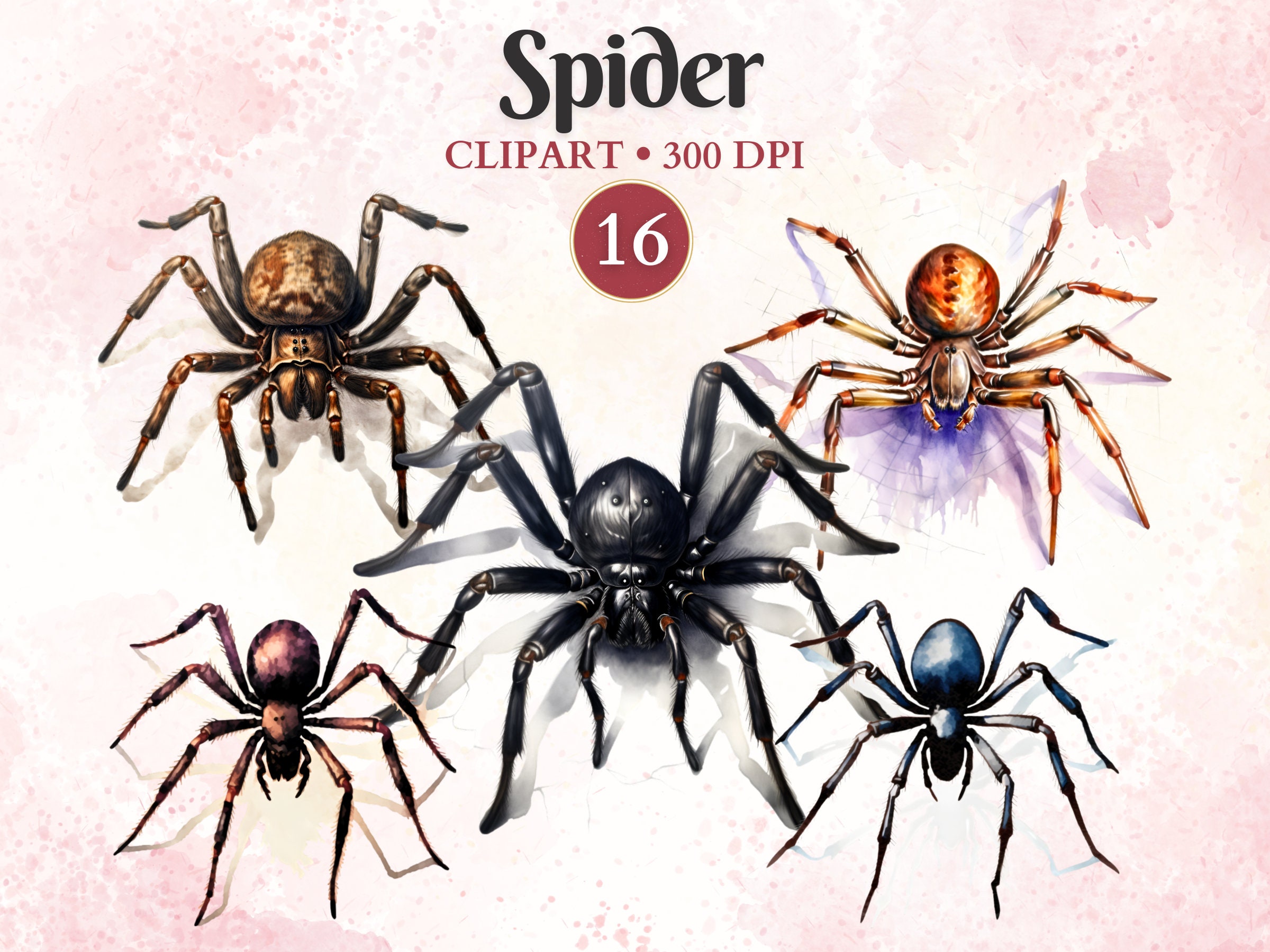 Spider Clipart, Spider Png, Tarantulas, Silhouette, Entomology, Animal ...