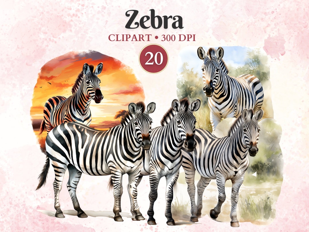 Zebra Clipart, Watercolor, Zebra Png, Safari Clipart, Safari Animal ...
