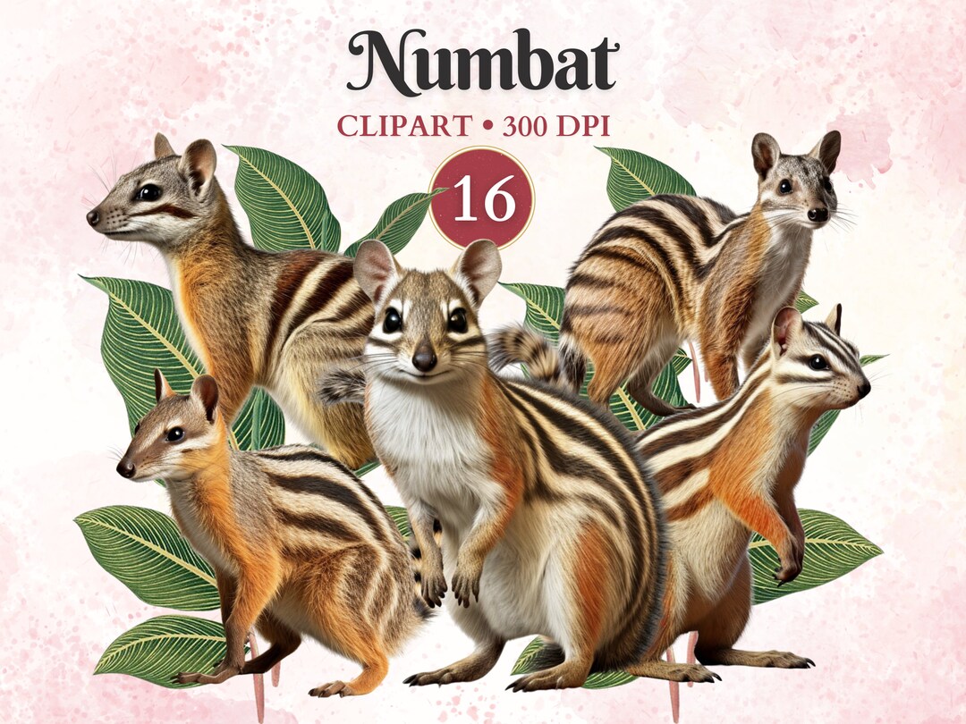Numbat Clipart, Wild Animals, Wildlife Clipart, Cute Numbat Design ...
