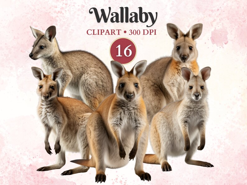 Wallaby Clipart, Wild Animals, Wallaby Vector, Kangaroo Clipart ...