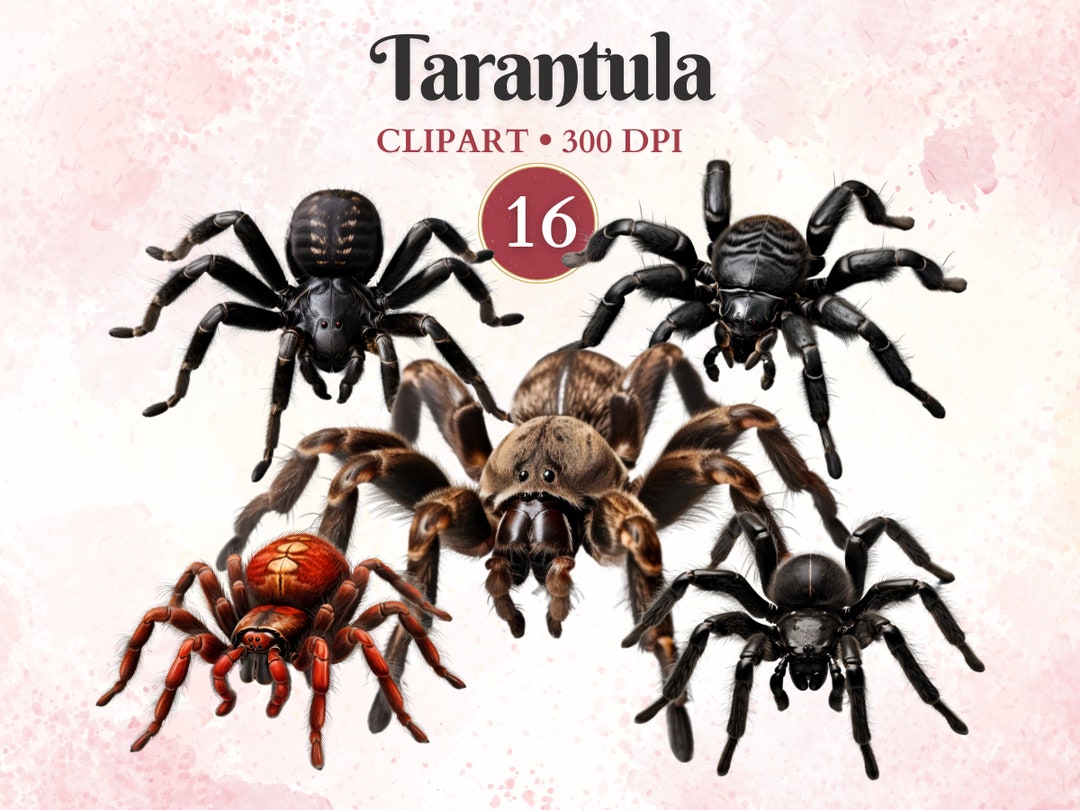 Tarantula Clipart, Spider Png, Spider Clipart, Entomology, Tarantulas ...