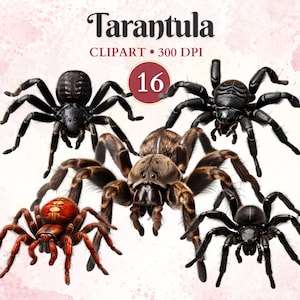 Tarantula Clipart, Spider Png, Spider Clipart, Entomology, Tarantulas ...