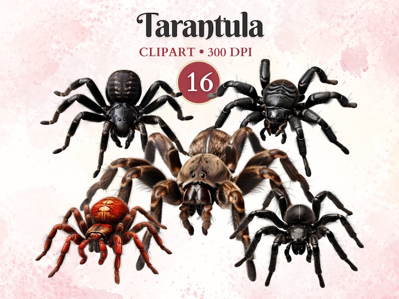 Tarantula Clipart, Spider Png, Spider Clipart, Entomology, Tarantulas ...