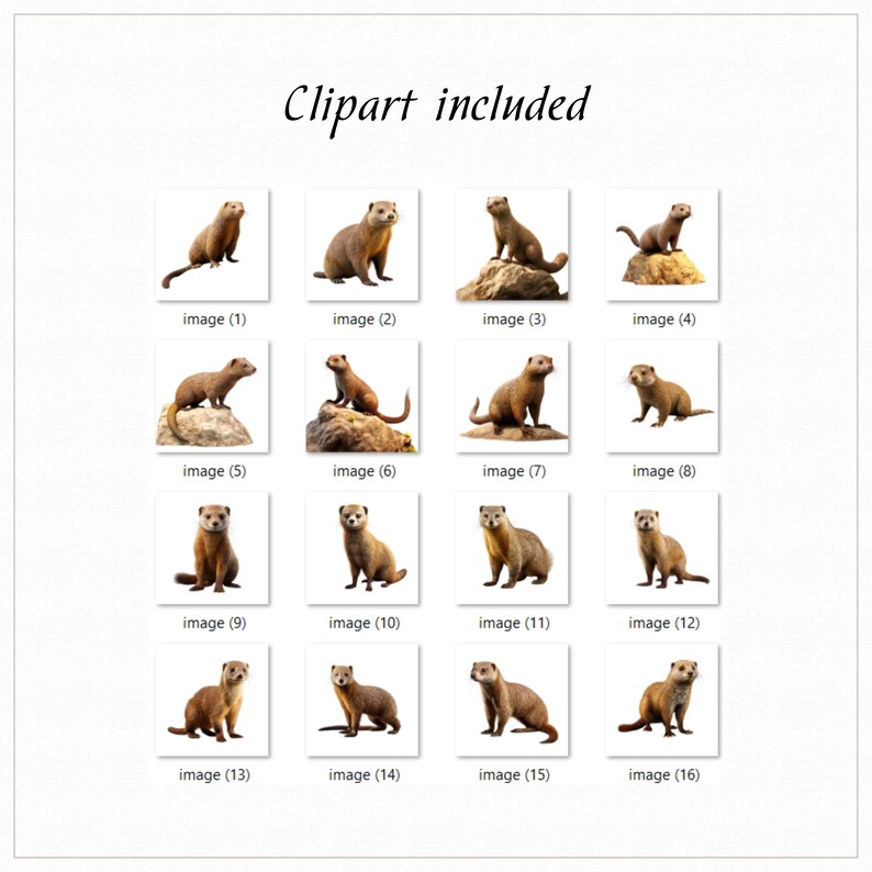 Mongoose Clipart, Wild Animals, Mongoose Print, Wildlife Clipart, Forest Png, Woodland Animals ...