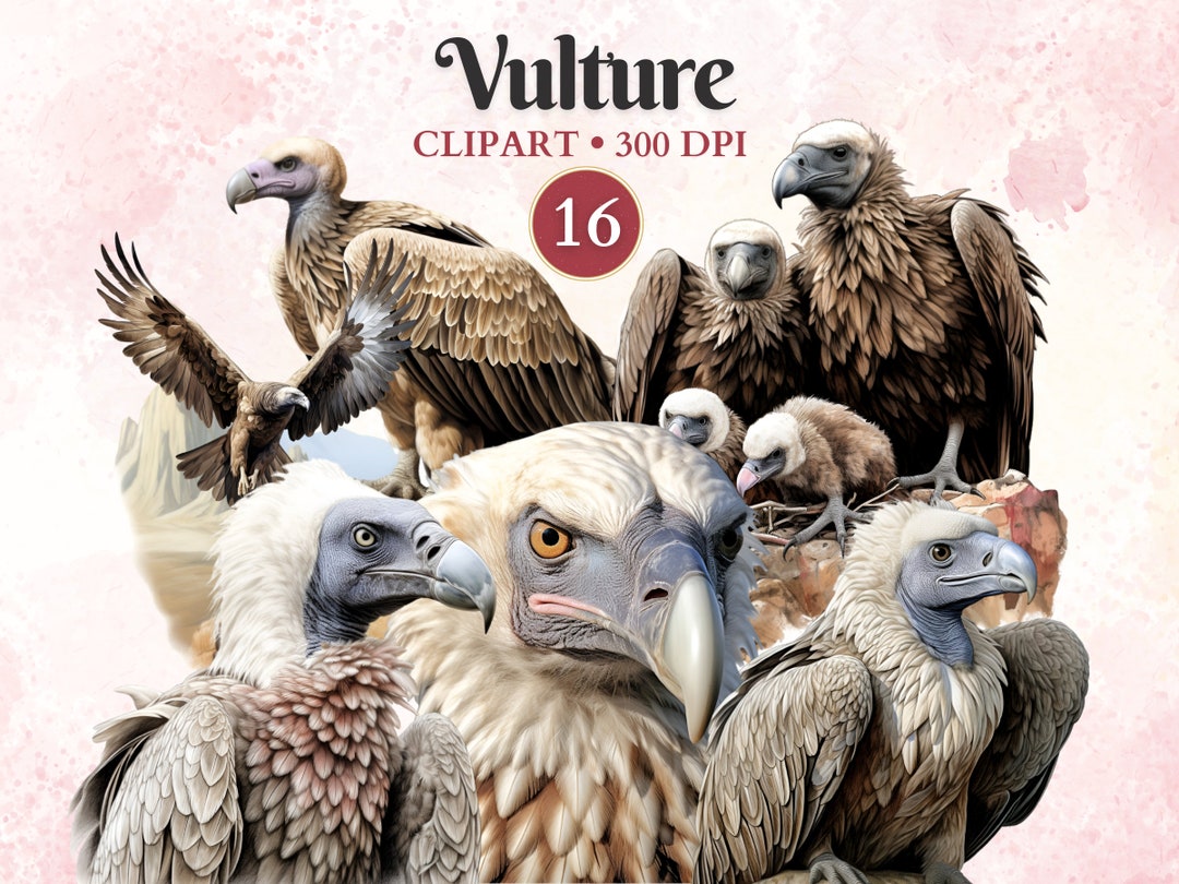 Vulture Clipart, Vulture Png, Bird Clipart, Bird Watching, Bird Vector ...