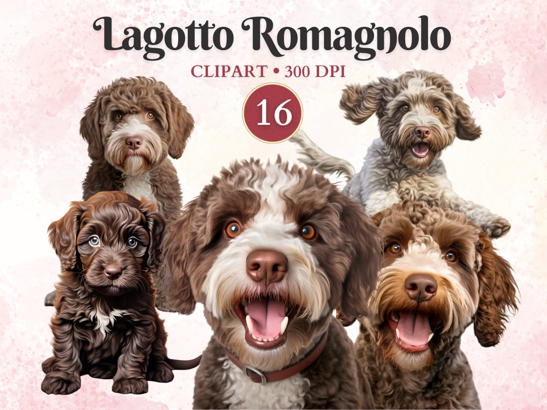 Lagotto Romagnolo Clipart, Italian Dog Breed, Pet Graphics, Pet Vector ...