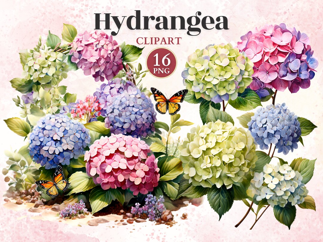 Hydrangea Clipart, Watercolor Hydrangea, Garden Graphics, Flower Vector ...