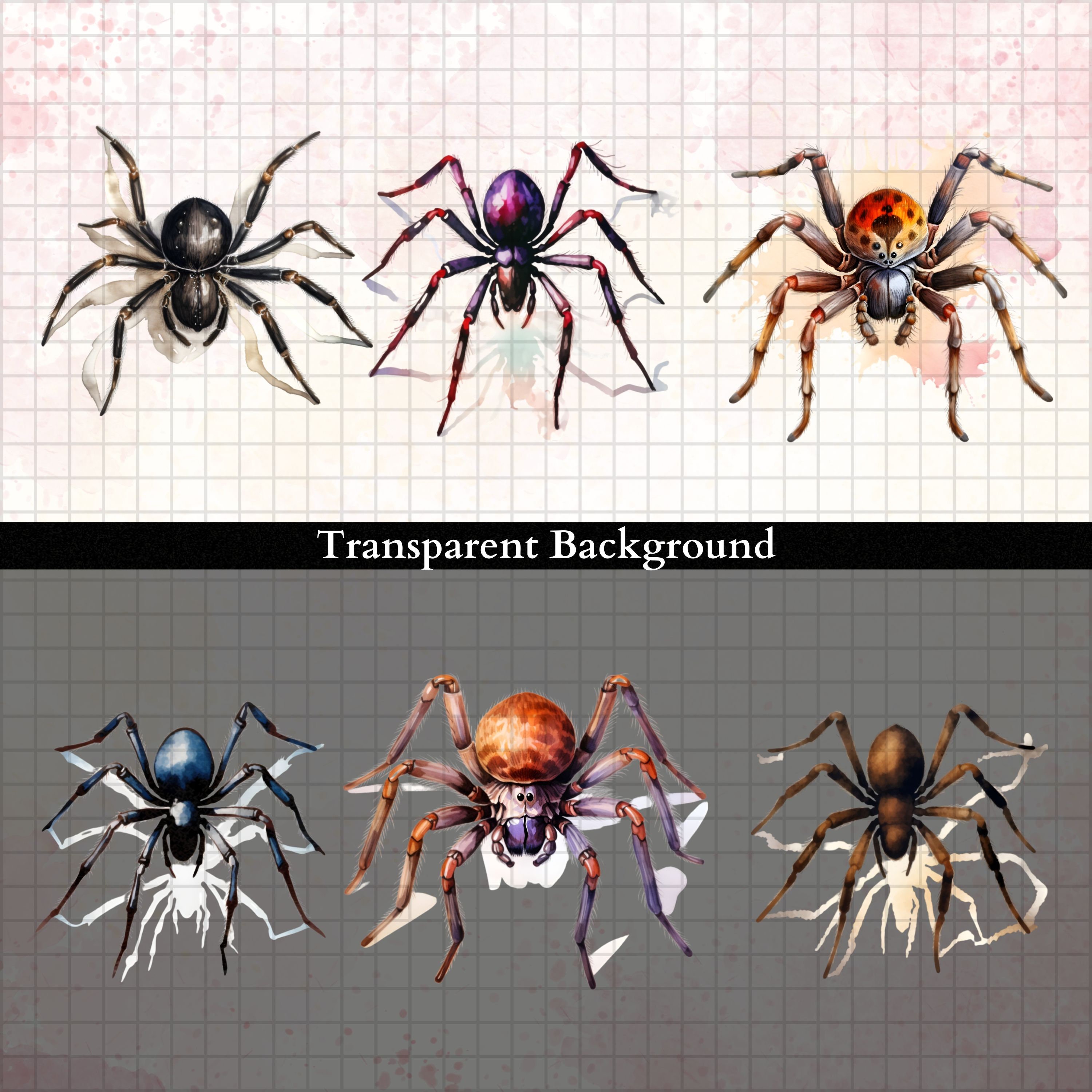 Spider Clipart, Spider Png, Tarantulas, Silhouette, Entomology, Animal ...