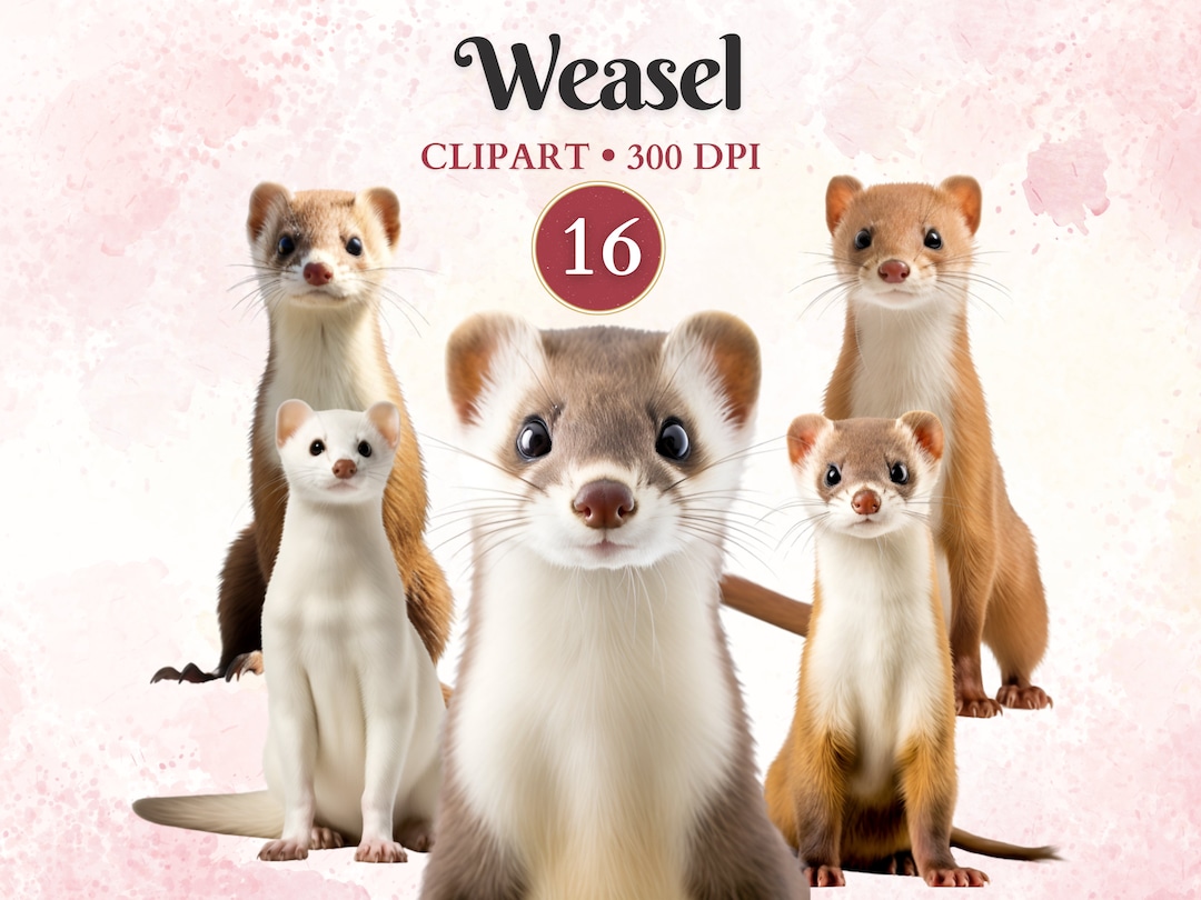 Weasel Clipart, Wild Animals, Wildlife Clipart, Cute Weasel Art ...