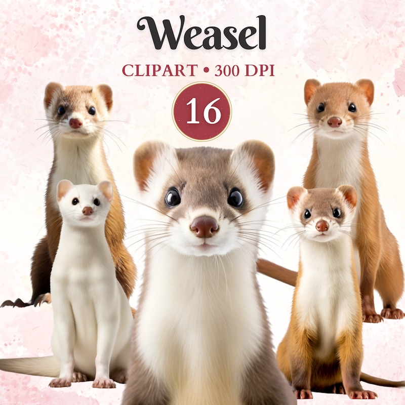Weasel - Etsy